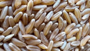 What is Whole Wheat Flour and The Different Types of Wheat
